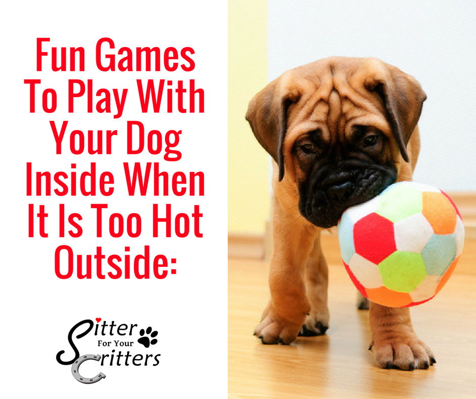 7 Games To Play With Your Dog When It s Too Hot Outside Pet Sitting 